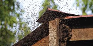 Bee Control in Adelaide | Precision Pest Control | Call Us Today